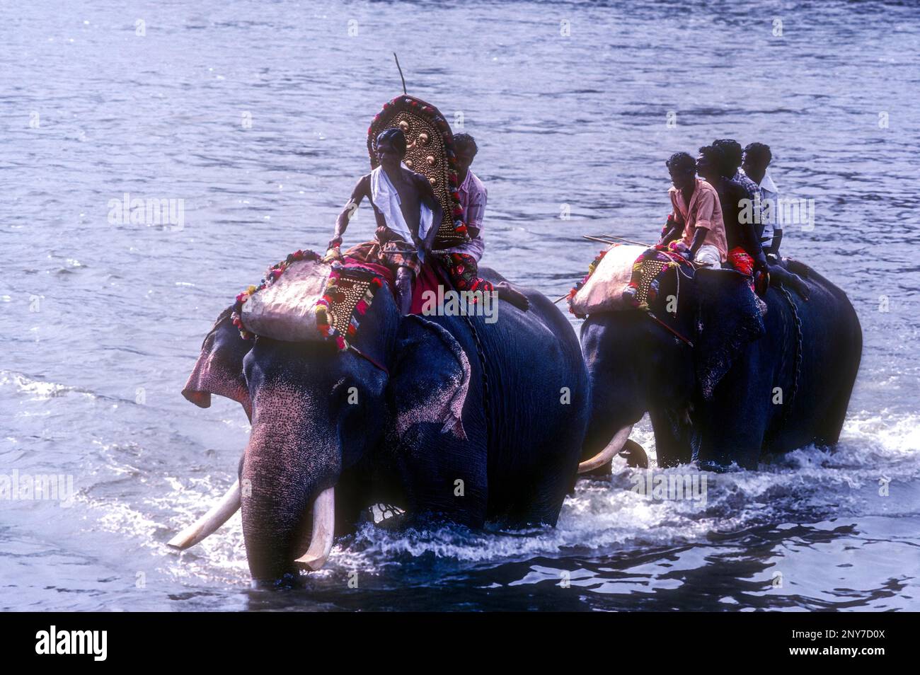 Elephants Crossing the Pamba River at Aranmula, Kerala, South India ...