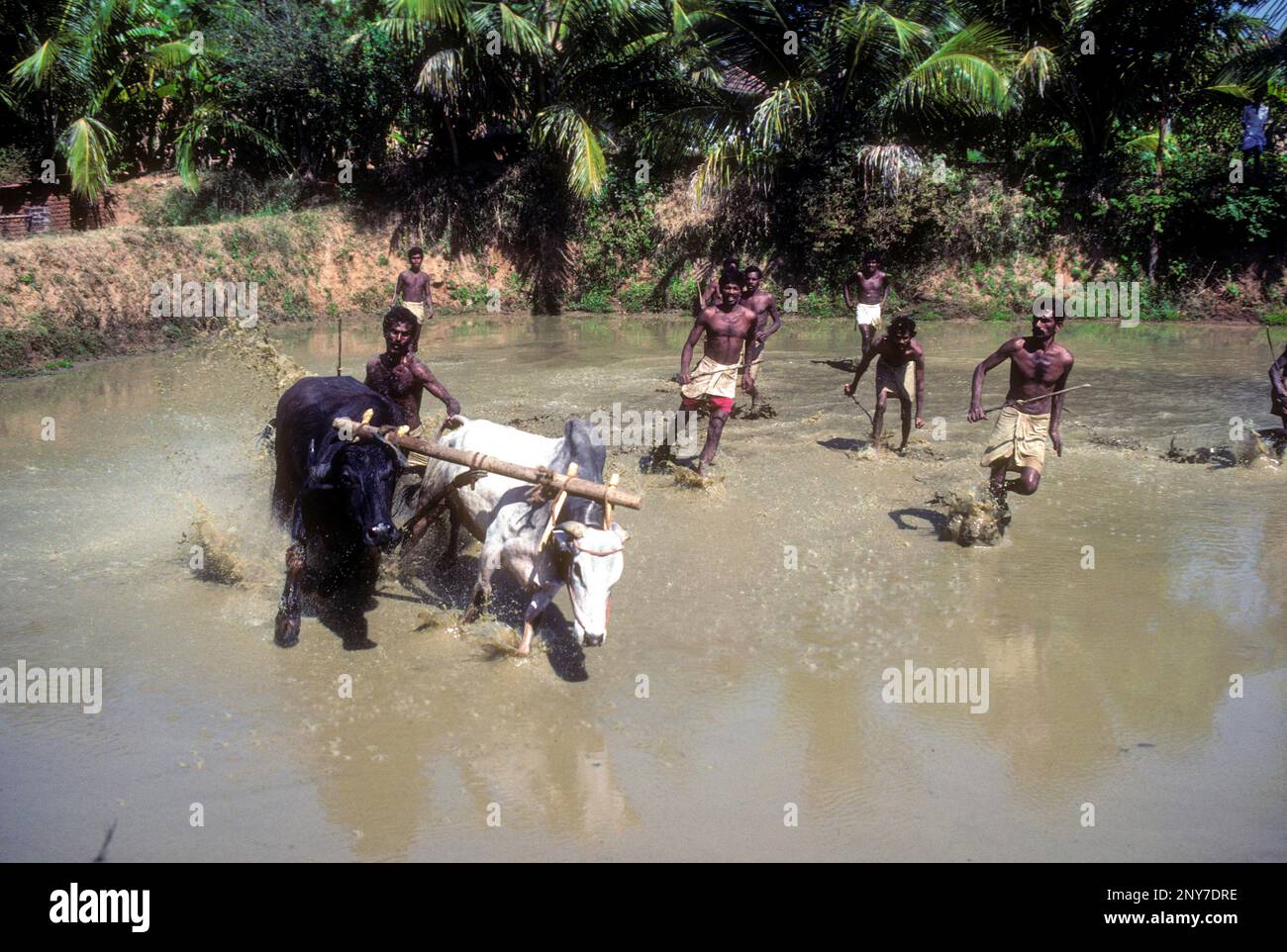 Mixed bullock and buffalo cattle race at Chithali near Palakkad, Kerala ...