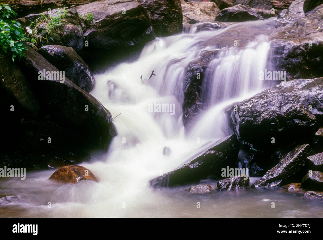 Palaruvi Waterfalls at Ariankavu, Kerala, South India, India, Asia ...