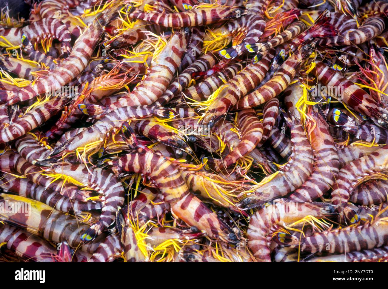 A heap of tiger prawns, Kerala, South India, India, Asia Stock Photo ...