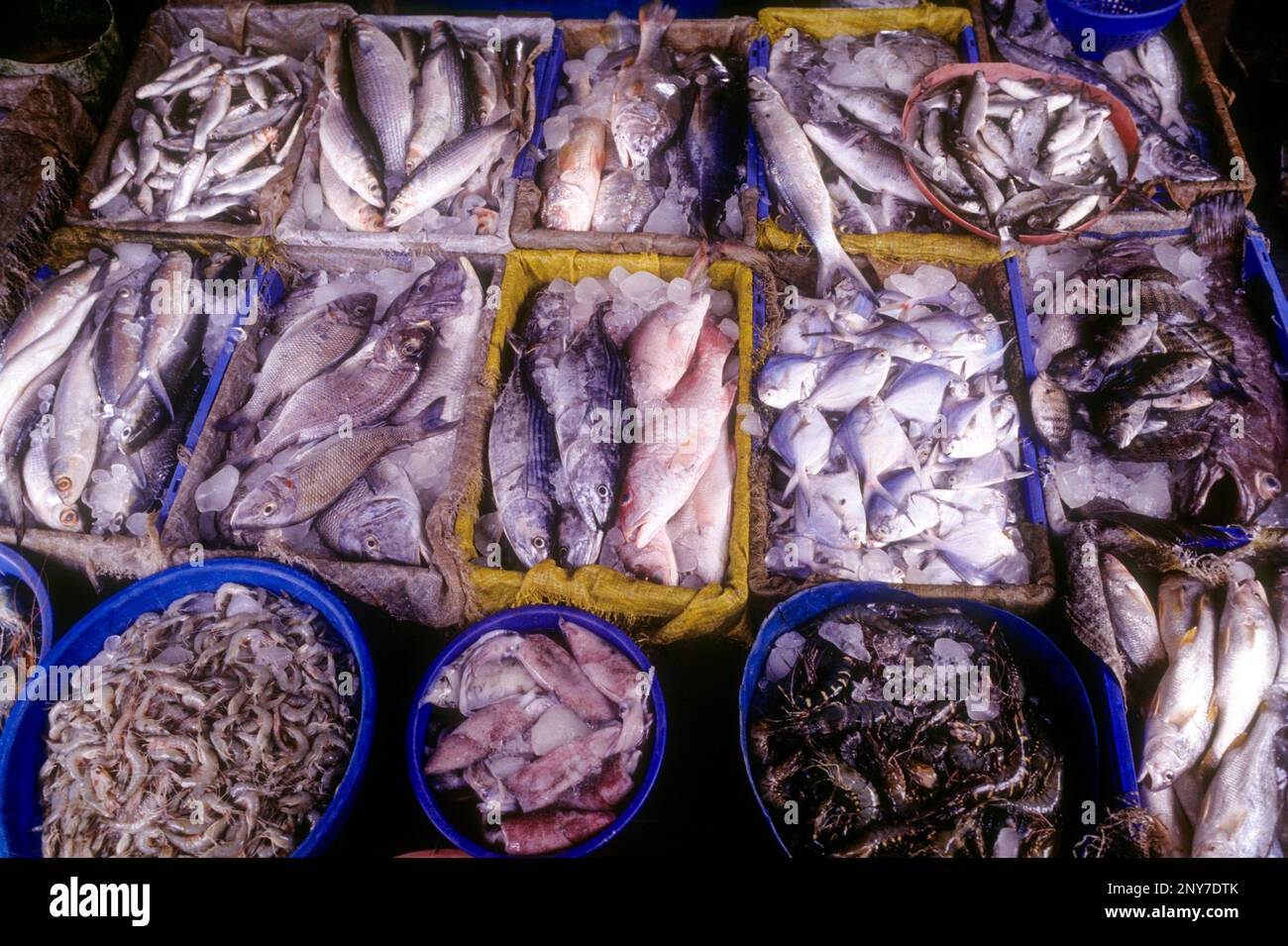 Fresh Fish for Sale, Kochi Cochin, Kerala, South India, India, Asia ...