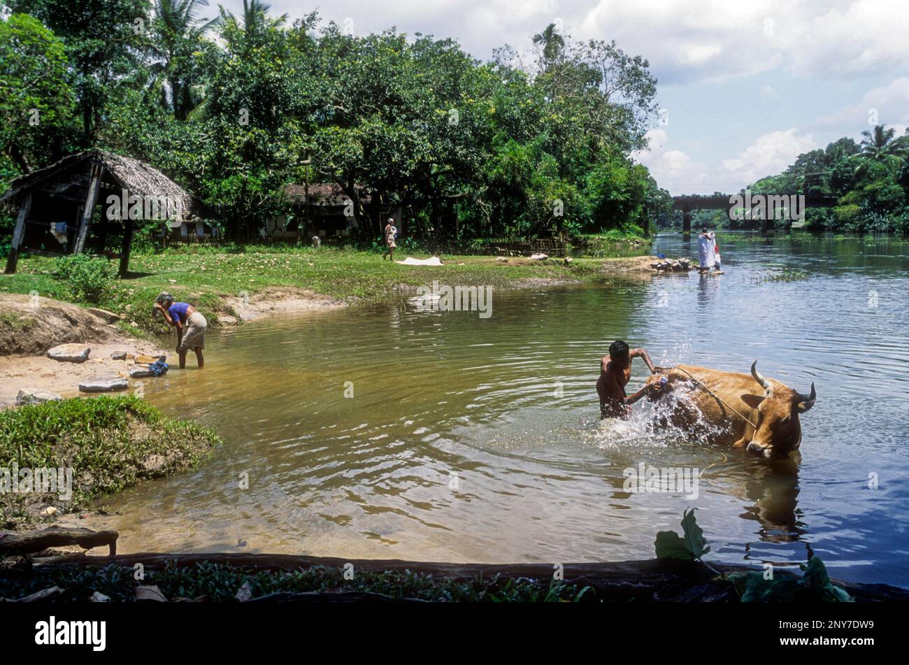 A humpbacked man bathing washing the cow in Payippad river, Kerala ...