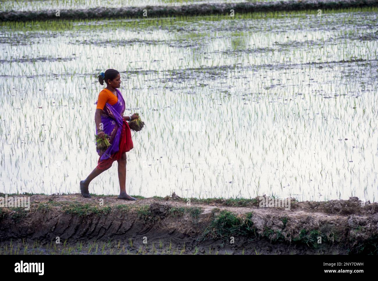 Woman farmer walking on the narrow border of the rice field, Kerala ...