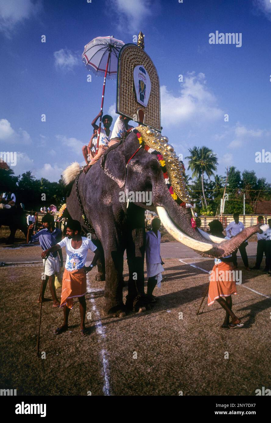 Great elephant hi-res stock photography and images - Alamy