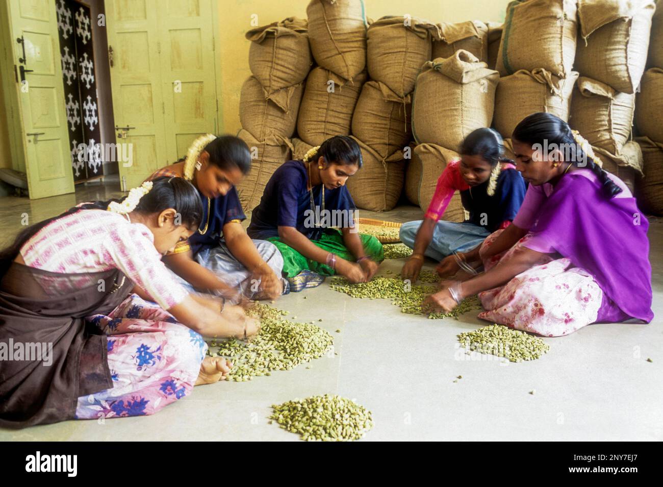 Cardamom being cleaned at Bodinayakanur, Tamil Nadu, South India, India ...