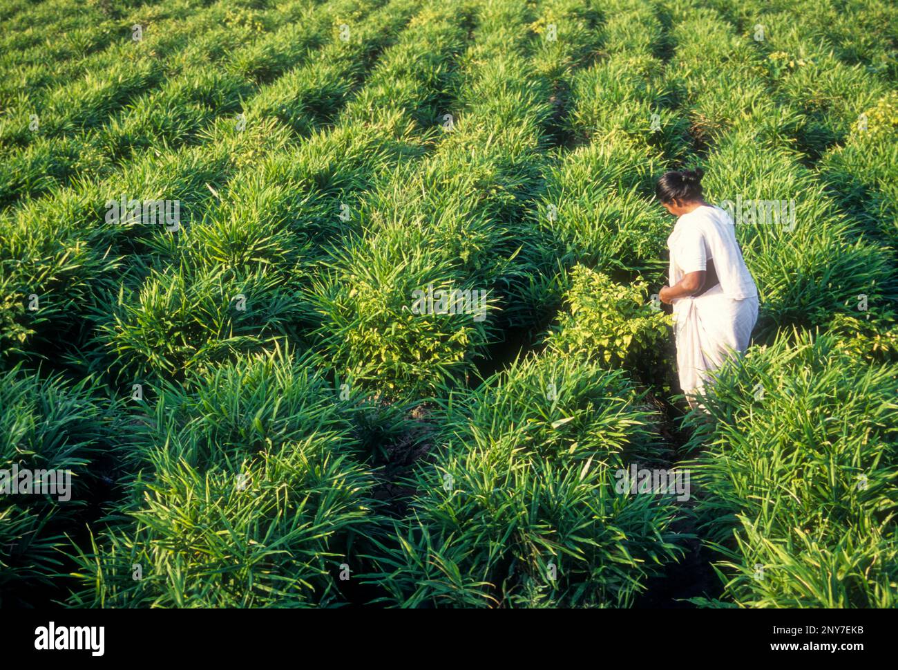 Ginger (Zingiber officinale) garden in Wayanad, Kerala, South India ...