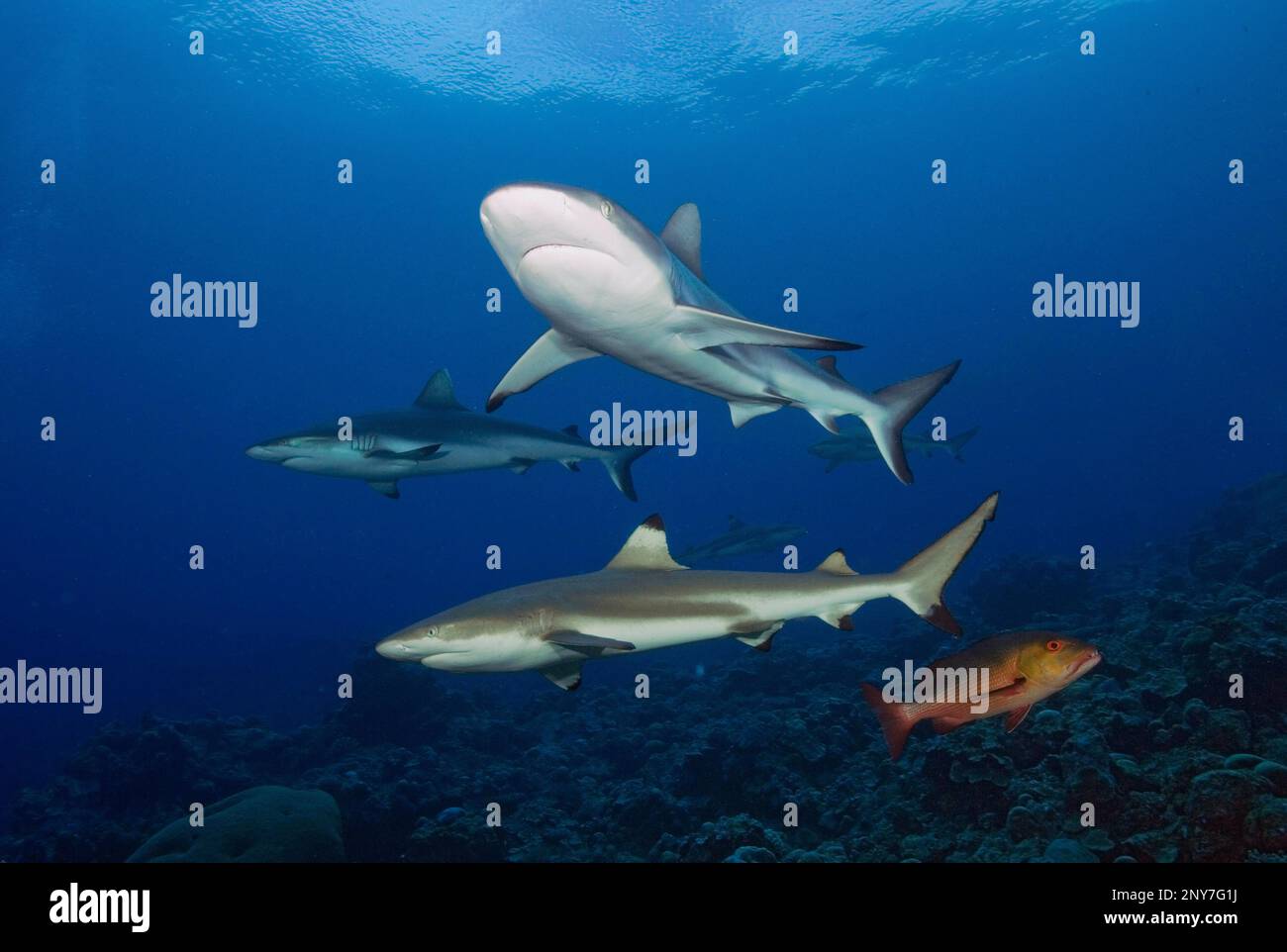Grey reef shark (Carcharhinus amblyrhynchos) and blacktip reef shark ...
