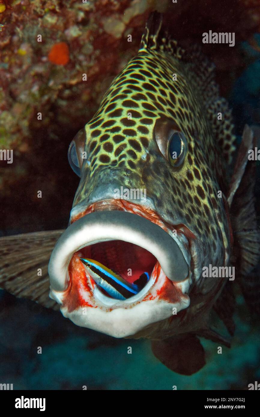 Harlequin sweetlip (Plectorhinchus chaetodonoides) with bluestreak ...
