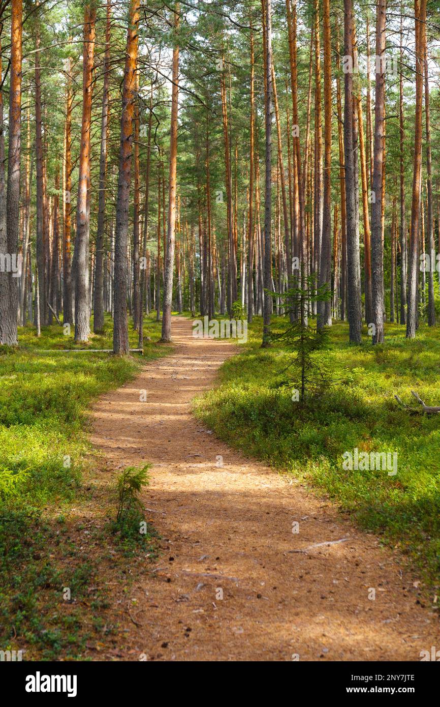Pine forest on sunny autum day. A path leads through the forest Stock ...