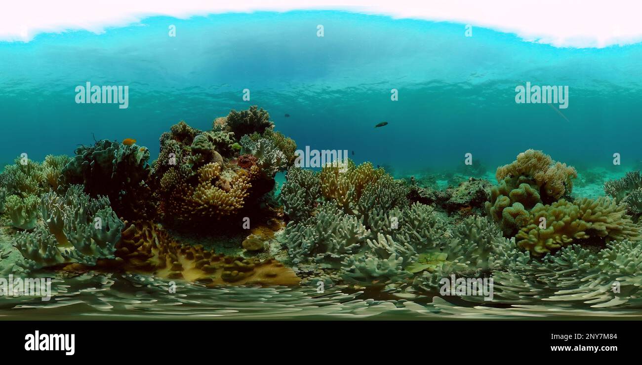 Tropical fishes and coral reef at diving. Underwater world with corals ...