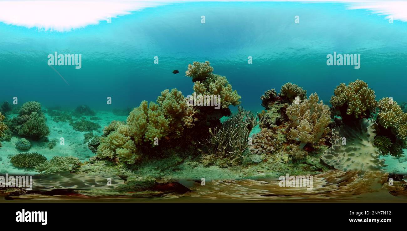 The underwater world of coral reef with fishes at diving. Coral garden ...