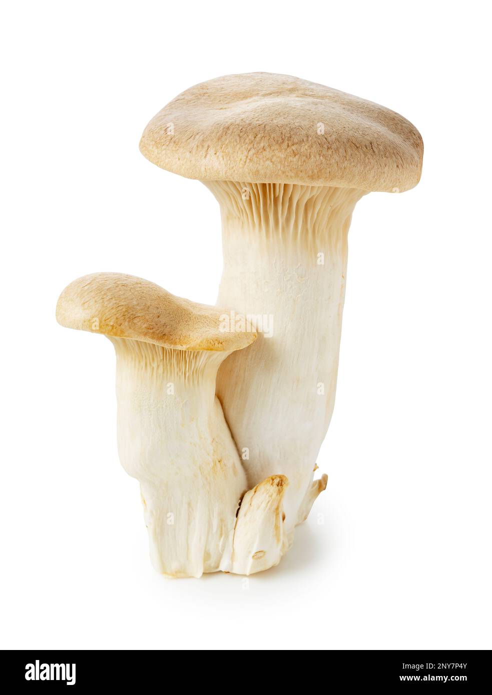 eryngii mushrooms placed on a white background. king oyster mushroom ...