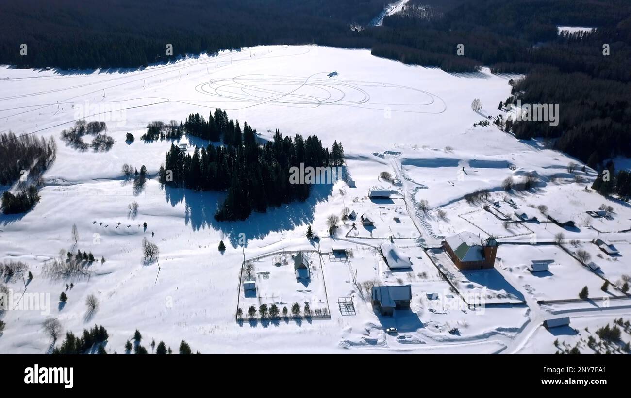 Aerial winter landscape with a snow covered field and growing pine ...