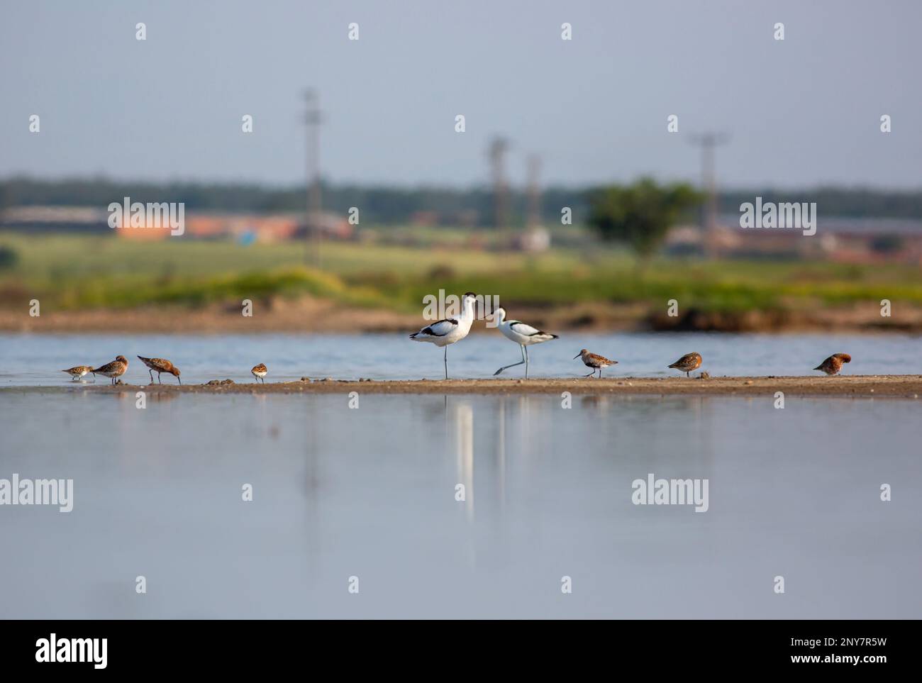 Pied turkey hi-res stock photography and images - Alamy