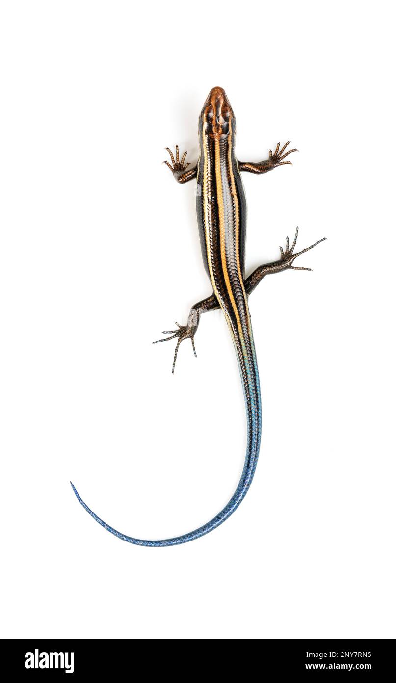 A juvenile Japanese five-lined skink on a white background Stock Photo ...
