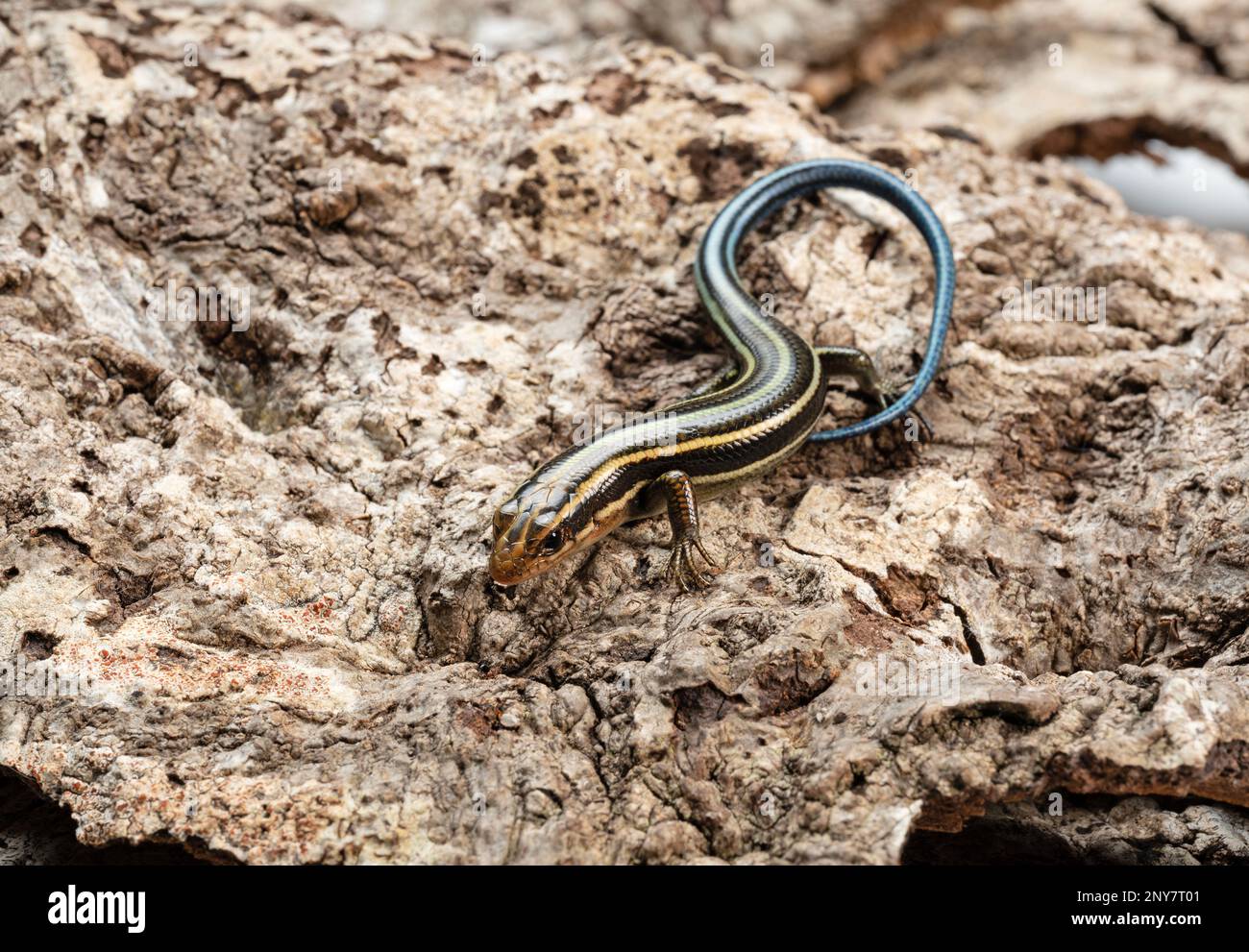 A juvenile Japanese five-lined skink in the bark of a tree Stock Photo ...