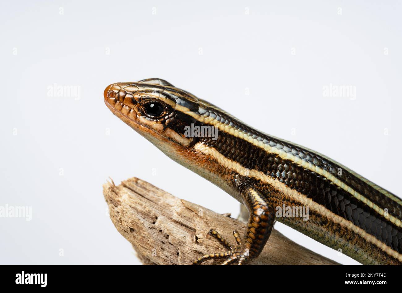A juvenile Japanese five-lined skink holding onto a tree branch. White ...