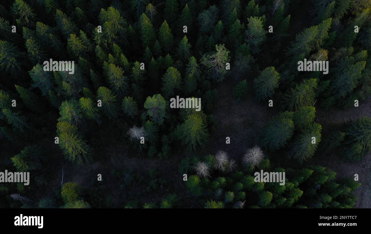 Cinematic aerial view stunning jungle hi-res stock photography and ...