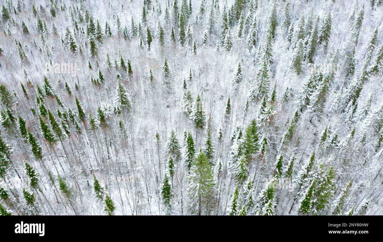 Aerial view of pine tree winter forest. Clip. Flying above snow covered ...