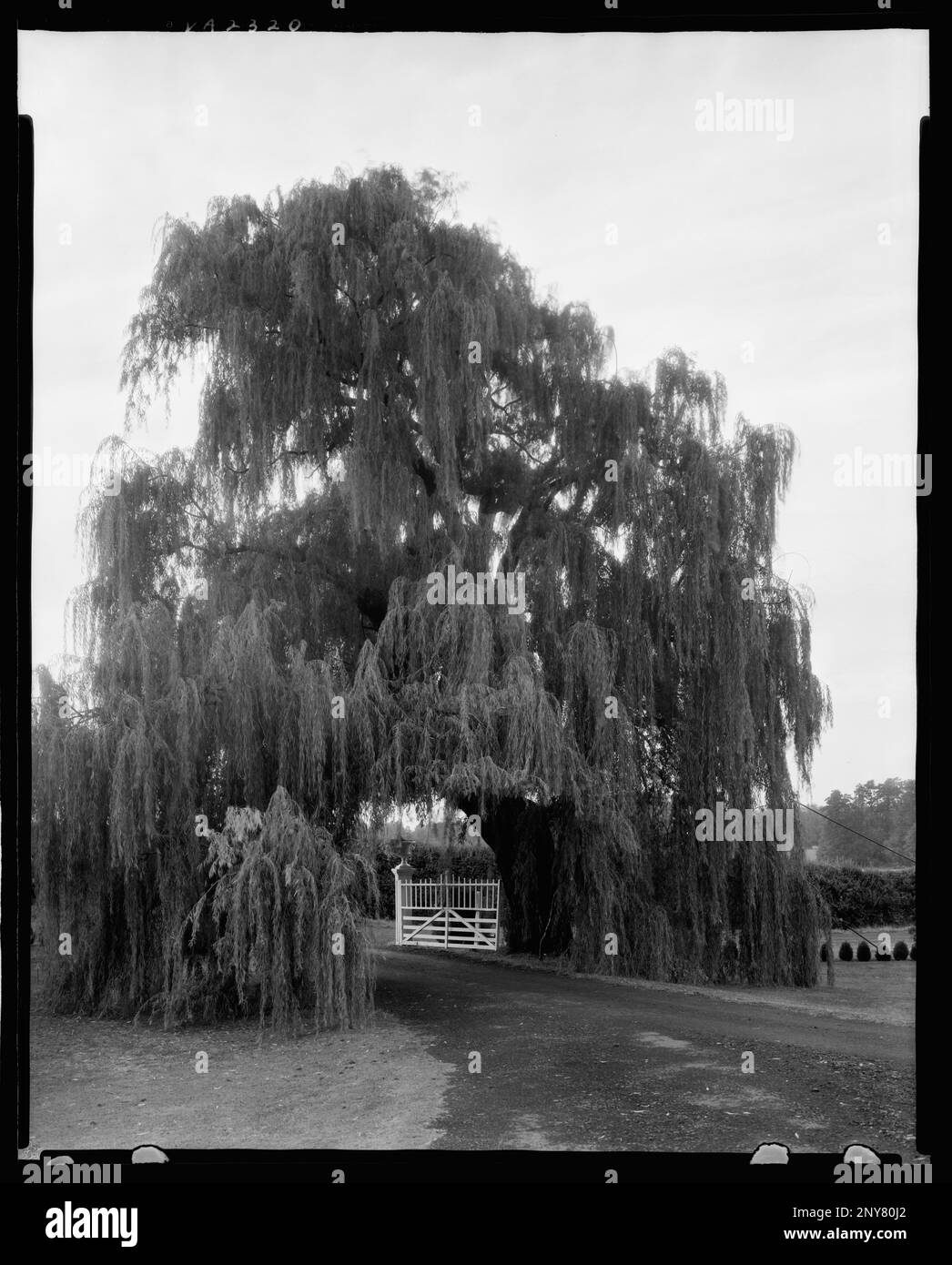 Montpelier Gardens, Orange vic., Orange County, Virginia. Carnegie ...