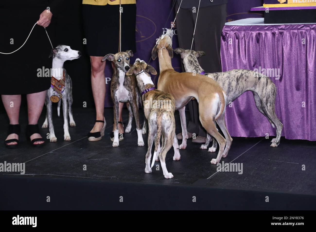 Photo by: John Nacion/STAR MAX/IPx20179/26/17Whippets Take Over Madison ...