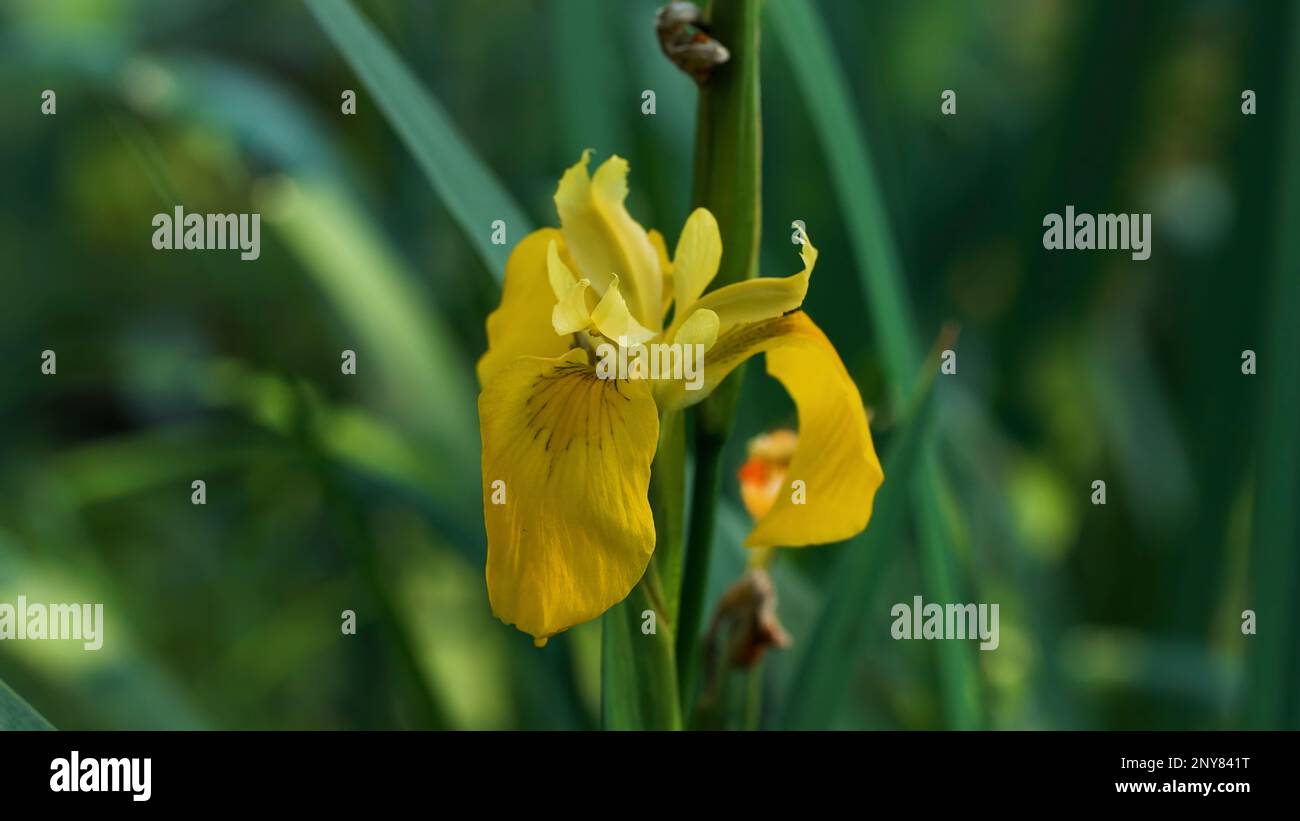 Close up of yellow iris flower on blurred green grass background ...