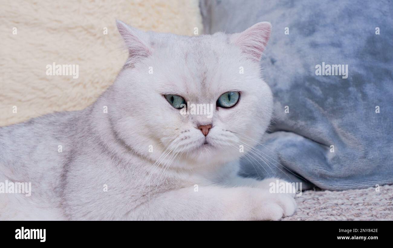 Fluffy white kitty looking at camera on blue background, front view ...