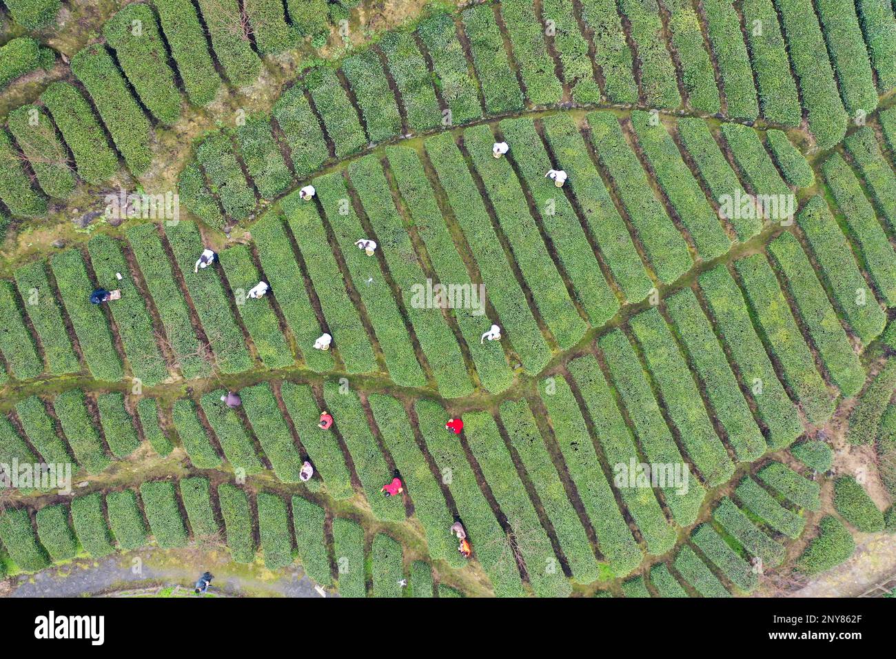 YICHANG, CHINA - MARCH 1, 2023 - Farmers pick early spring tea buds at ...