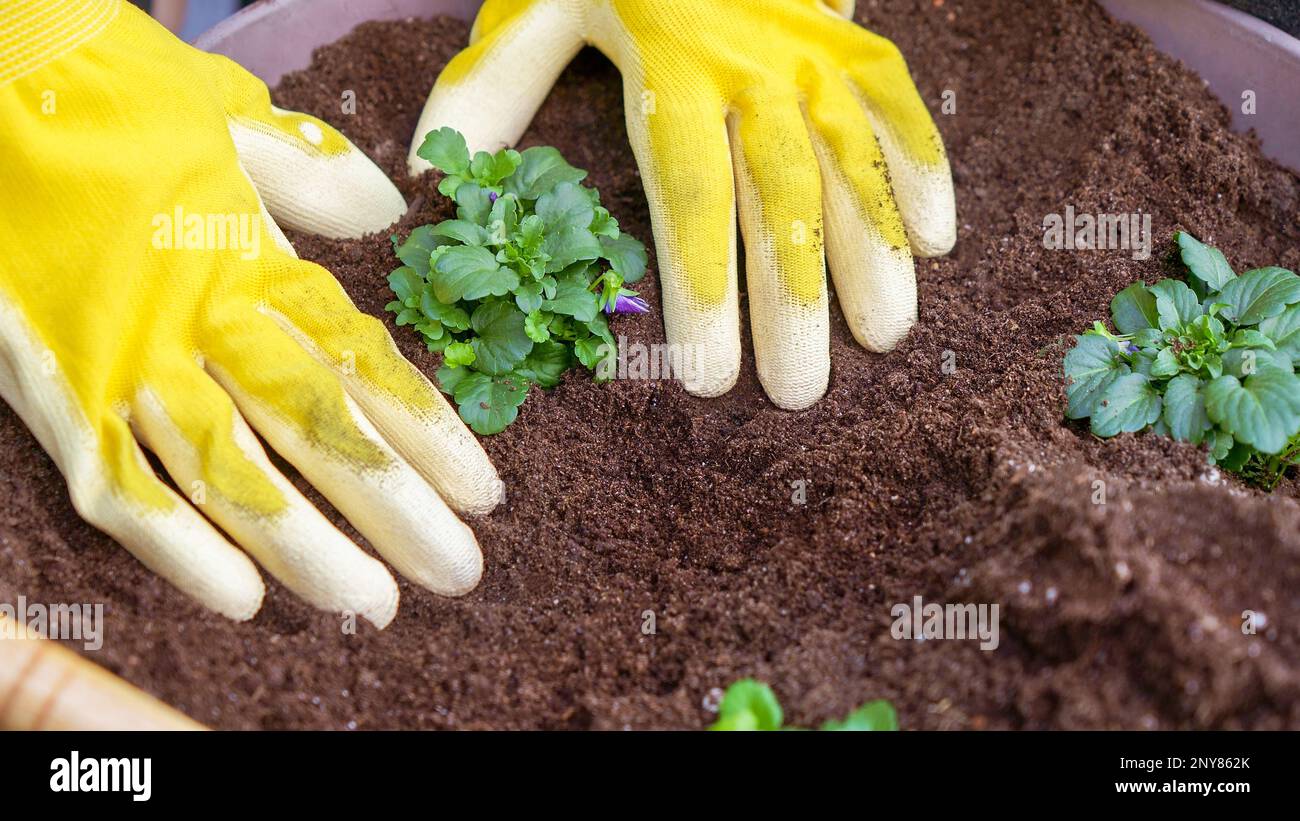 Human hands in yellow gloves taking care planting seedling in the soil ...