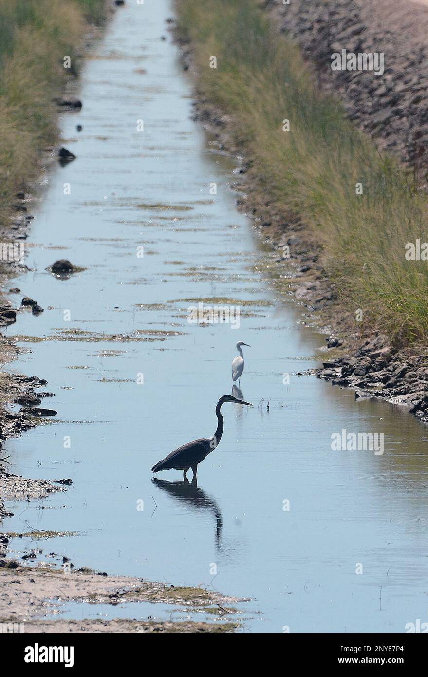Two birds hang out in the Thacker Lateral Canal, in the Yuma Valley ...