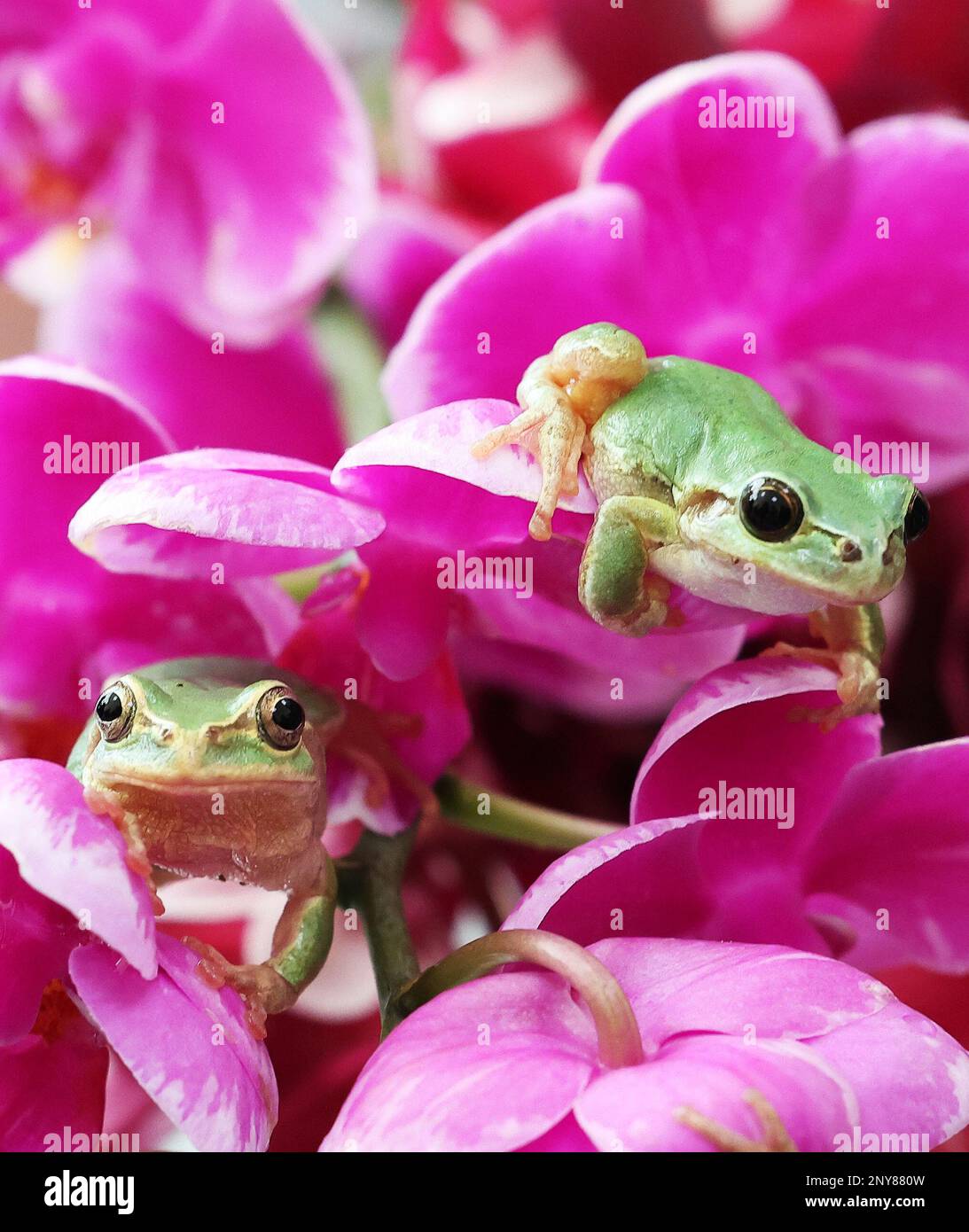 02nd Mar, 2023. Spring around corner Green frogs sit on a moth orchid ...
