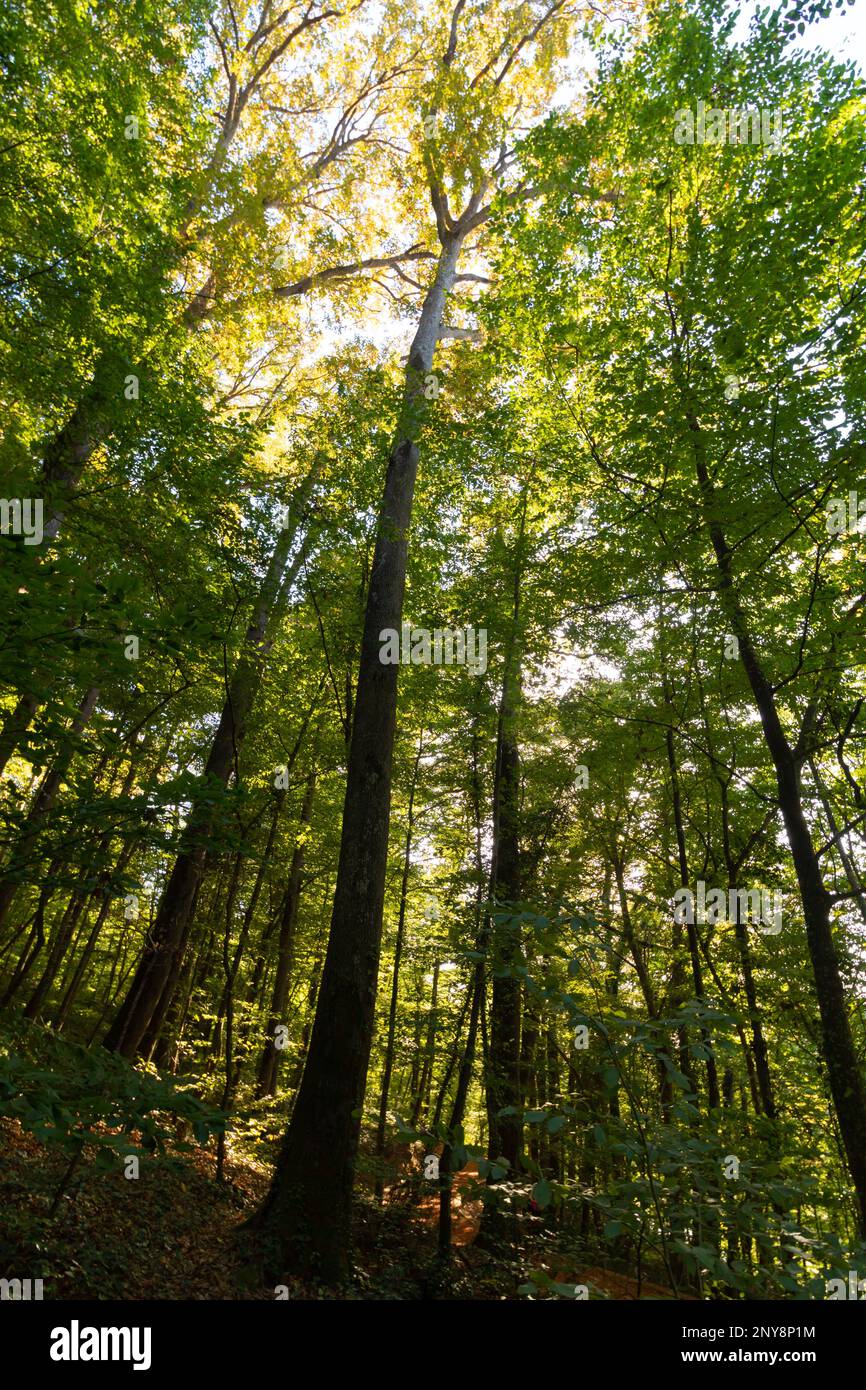 Tall trees in lush forest and sun. Carbon net zero vertical concept ...