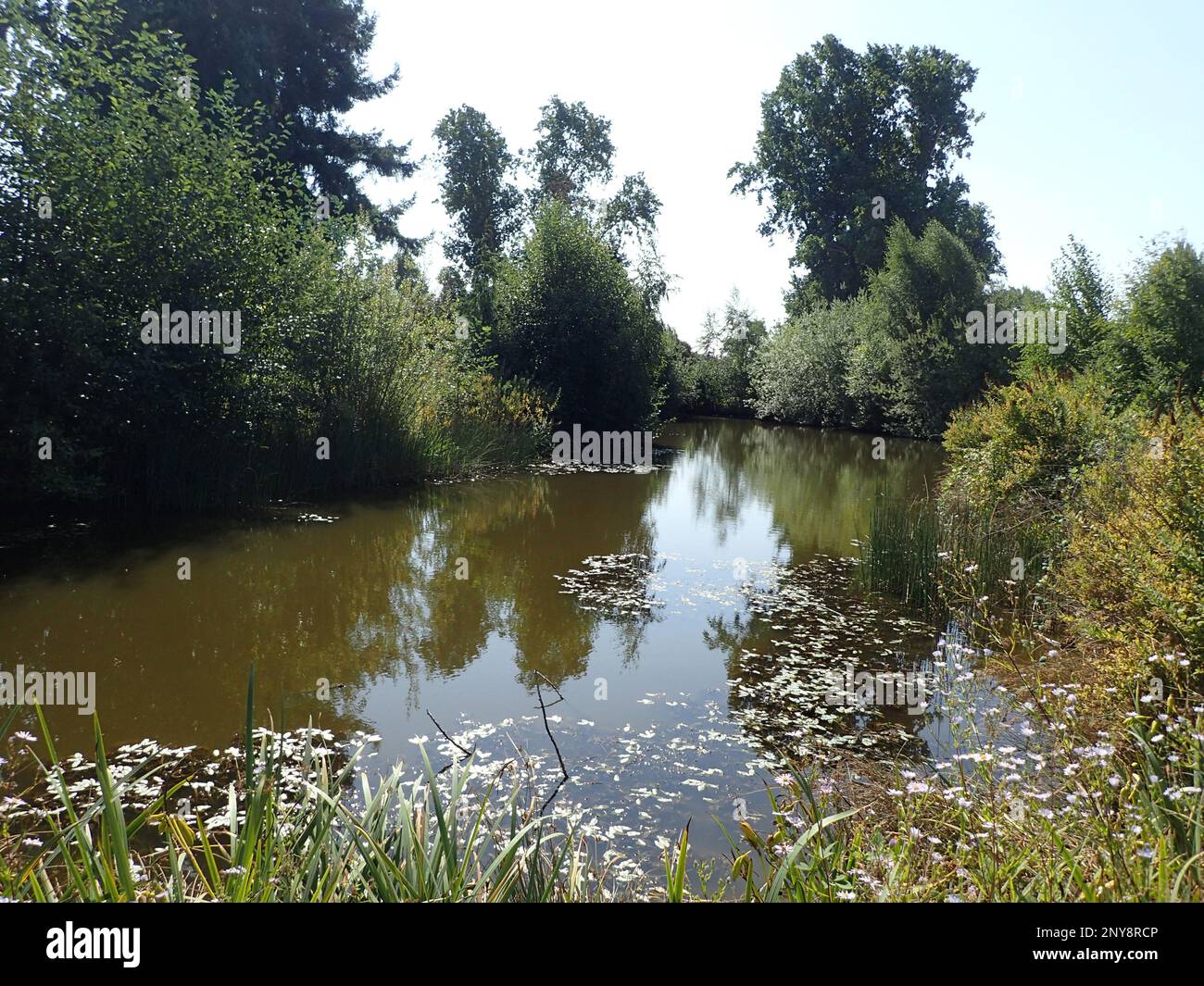Photo showing the overgrowth of invasive species along the banks of ...