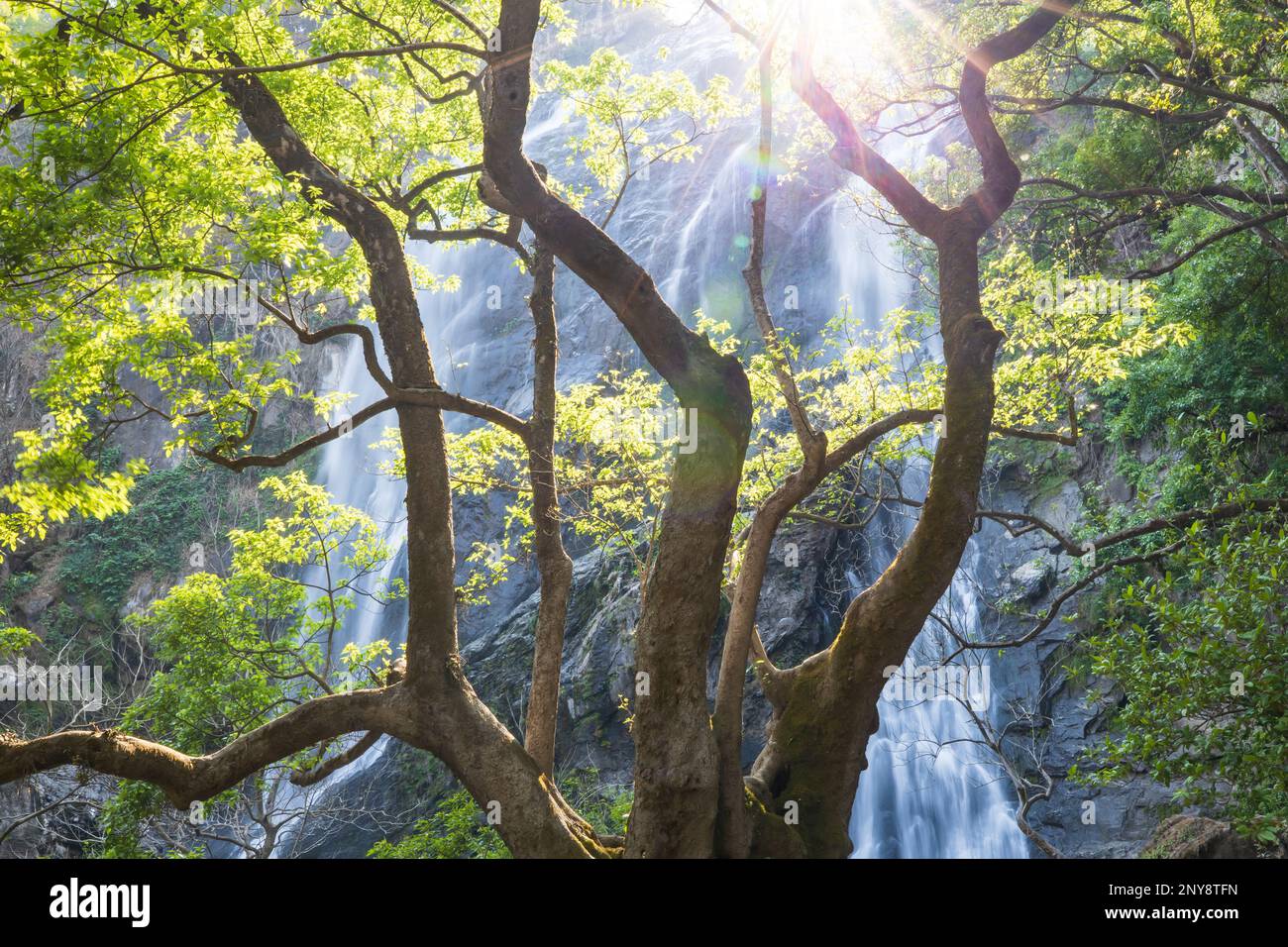 The landscape of a tropical waterfall during sunset, a large fig tree ...