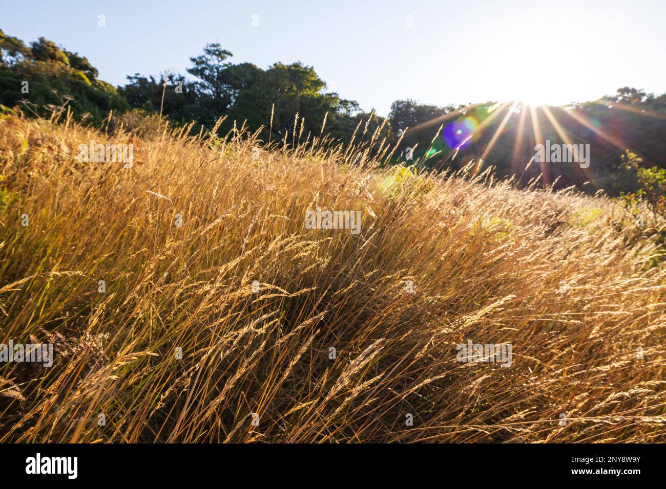 The landscape of a golden grassland during sunrise, the glowing sun ...