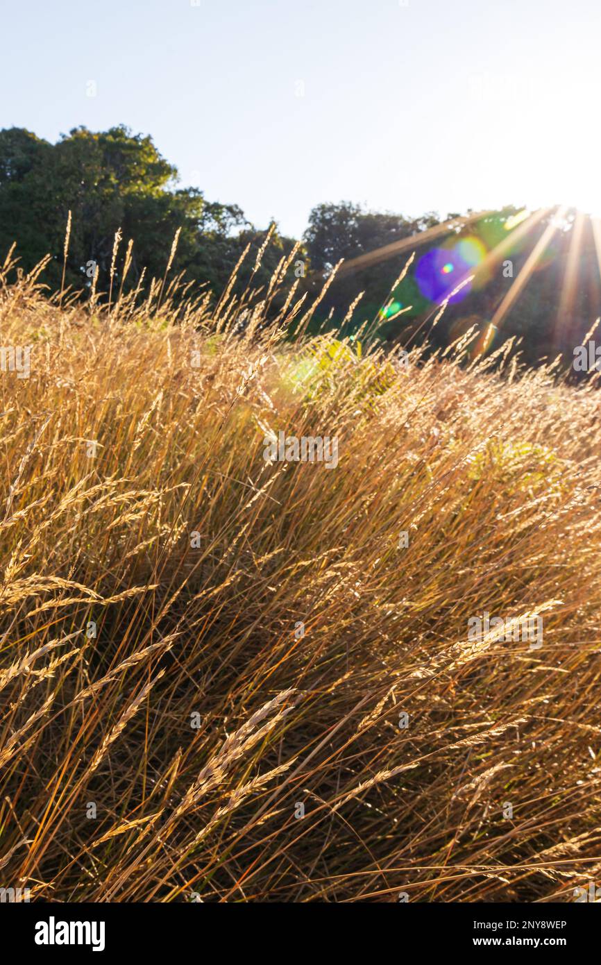 The landscape of a golden grassland during sunrise, the glowing sun ...