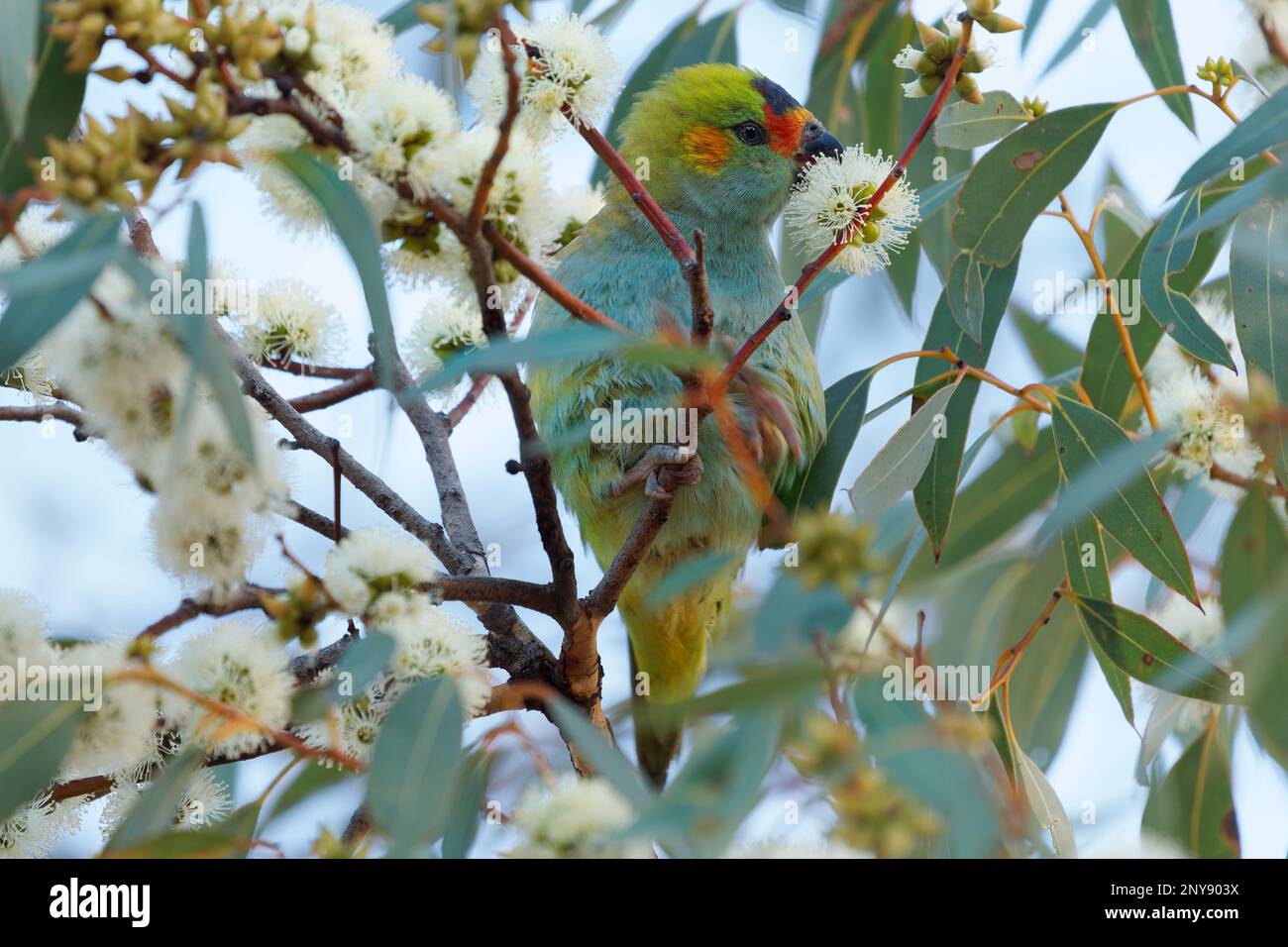 Purple-crowned Lorikeet - Glossopsitta porphyrocephala also Porphyry ...