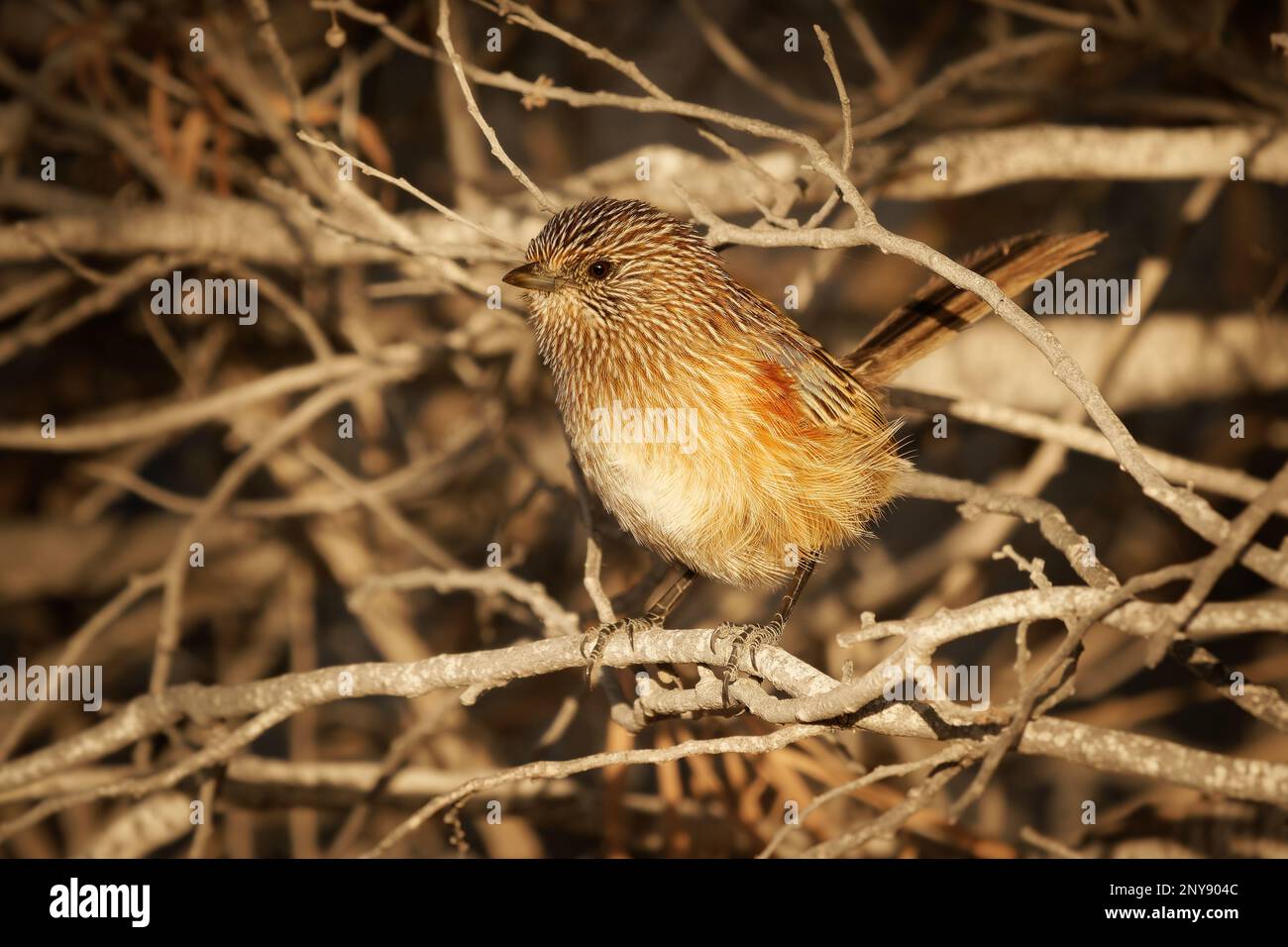 Gawler west hi-res stock photography and images - Alamy