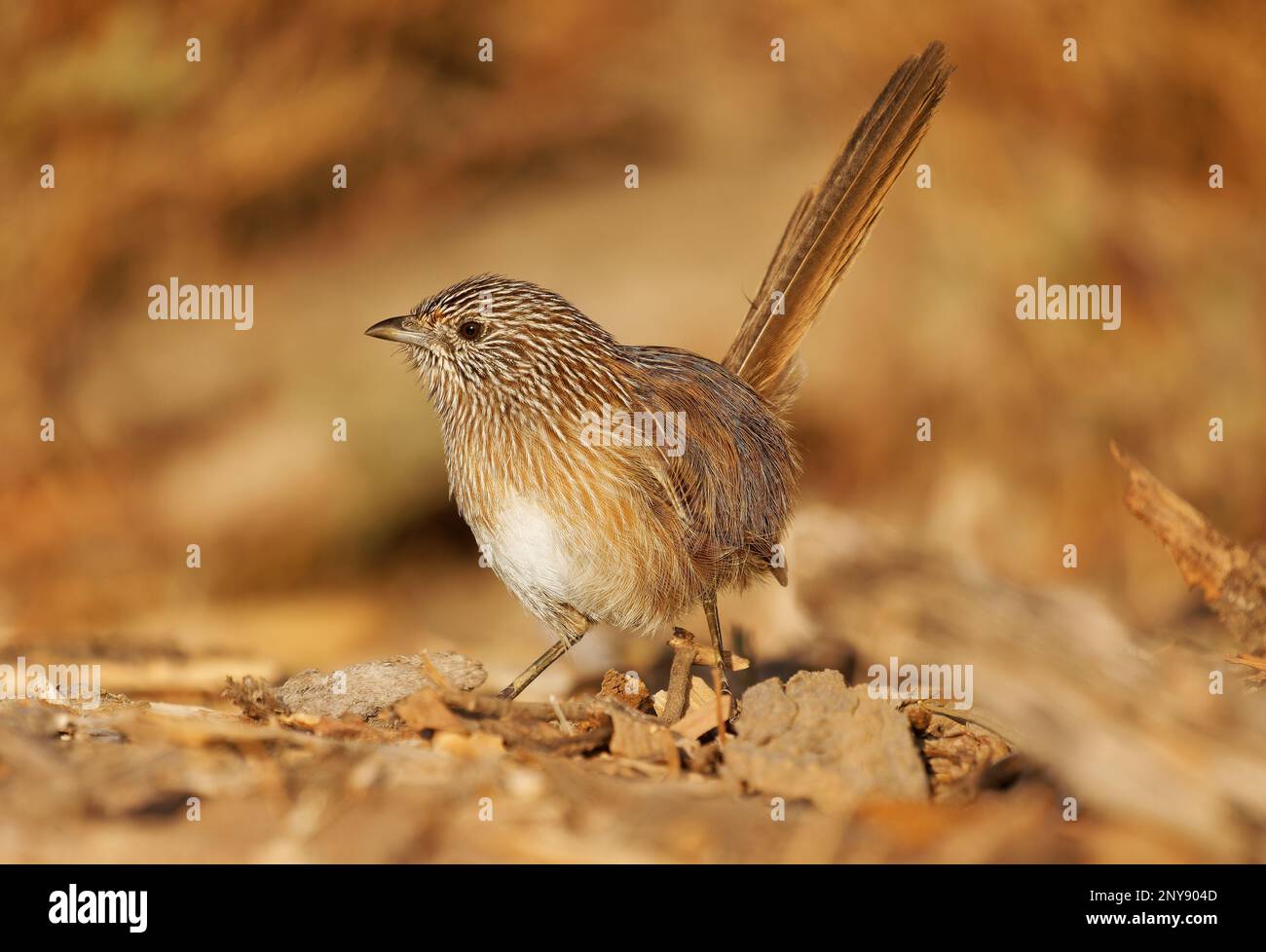 Western Grasswren - Amytornis textilis also Thick-billed grasswren or ...
