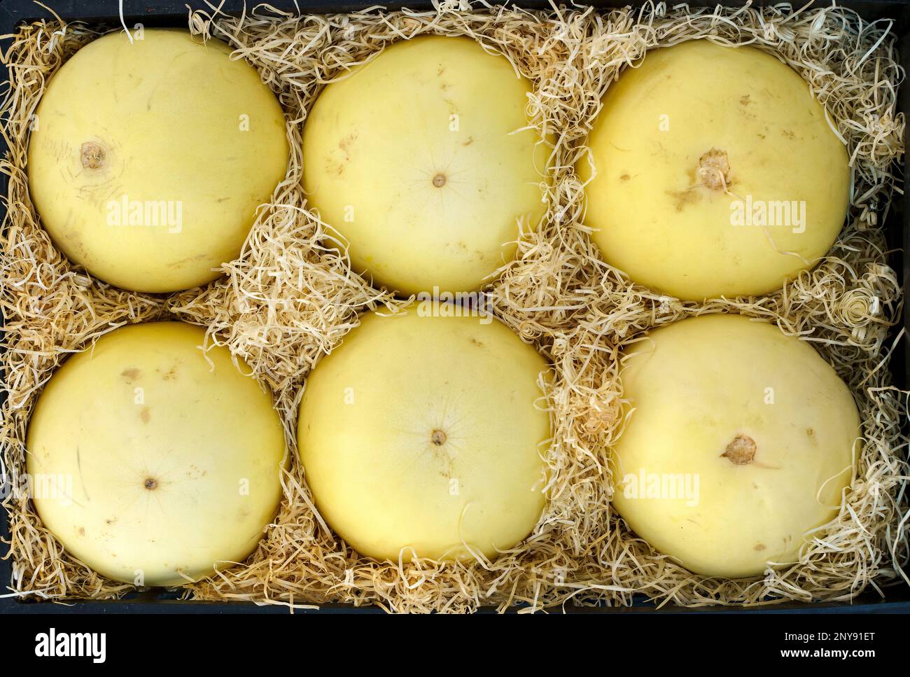 Melons growing in melon house hi-res stock photography and images - Alamy