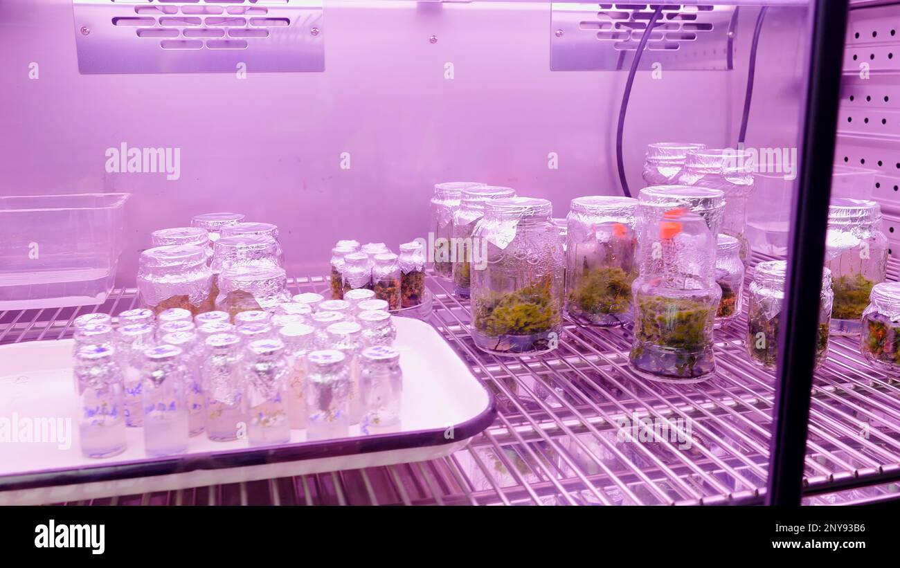 Fridge at the laboratory with empty flasks and green plants. Stock ...