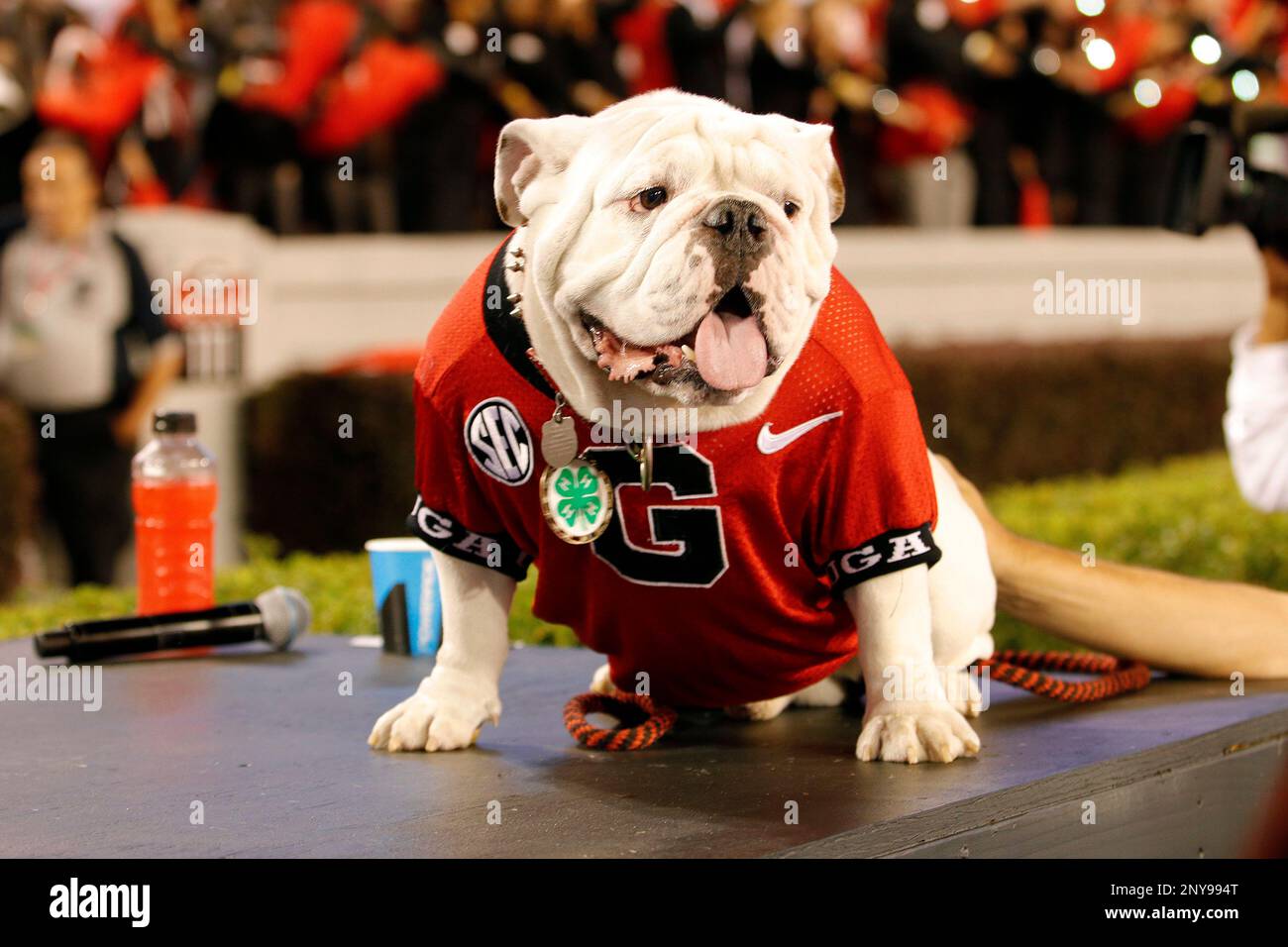 Bulldog Mascot College