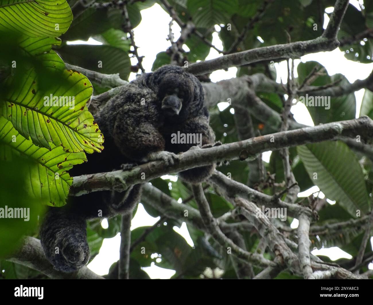 A wild monk-saki-monkey observe humans on the ground, in the amazon ...
