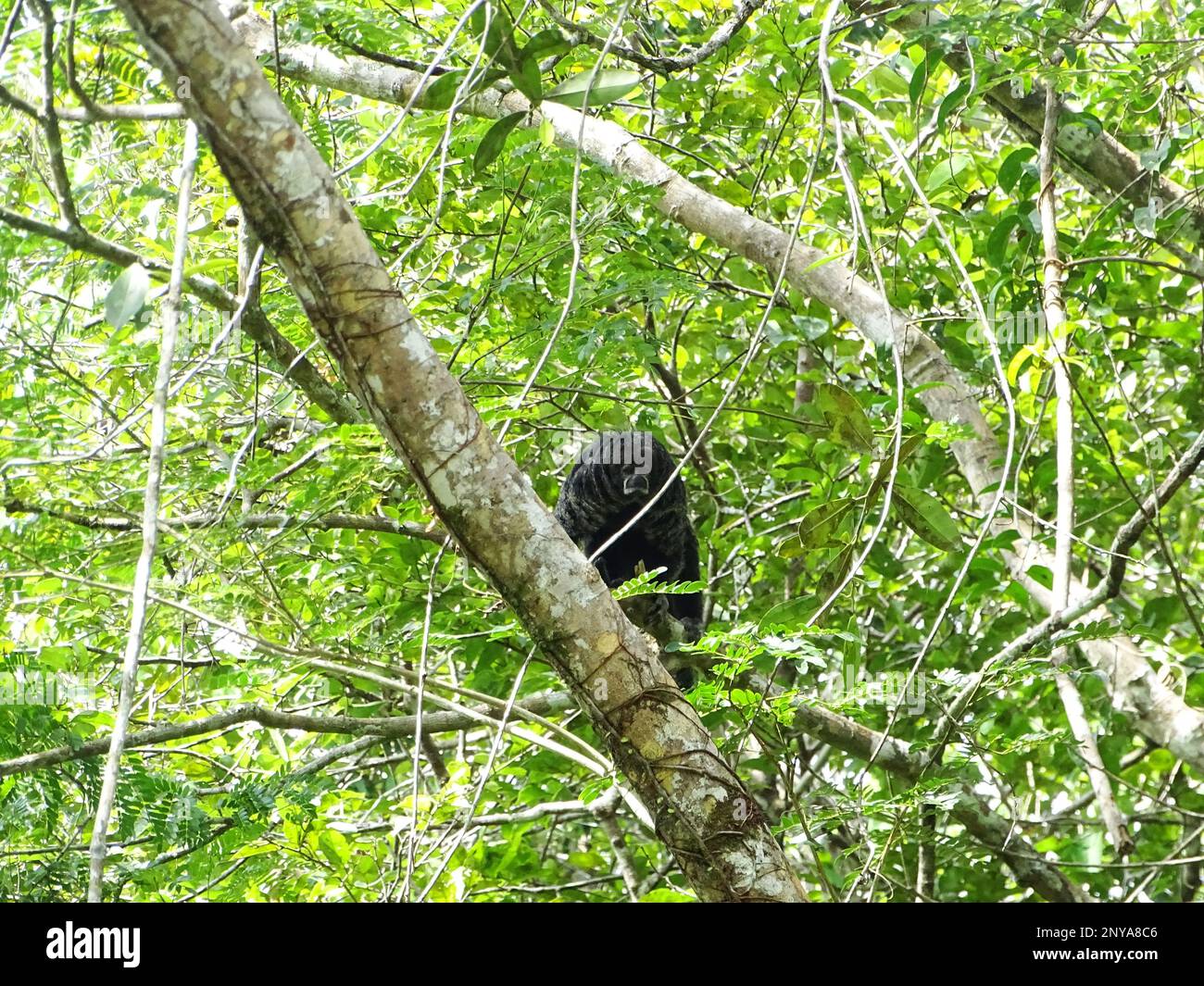 A monk-saki-monkey hiding in the trees of the Amazon Rainforest Stock ...