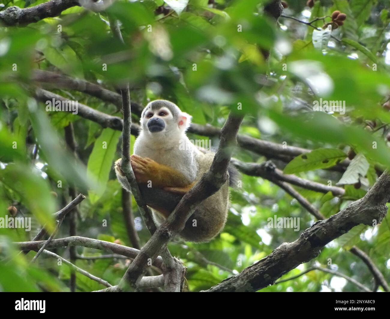 A wild common squirrel monkey relaxing in the afternoon on the top ...