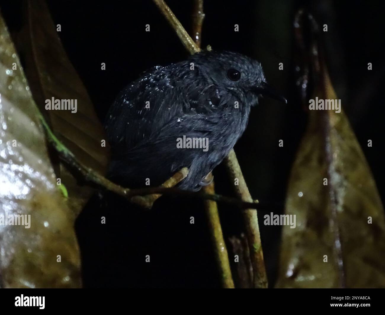 Raindrop splashes on a black bird in the night of the amazon rainforest ...