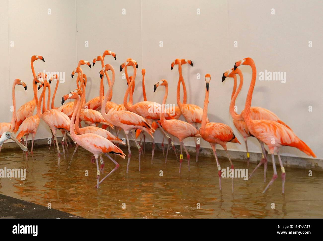 Flamingos at Zoo Miami, are shown in a temporary enclosure in a ...