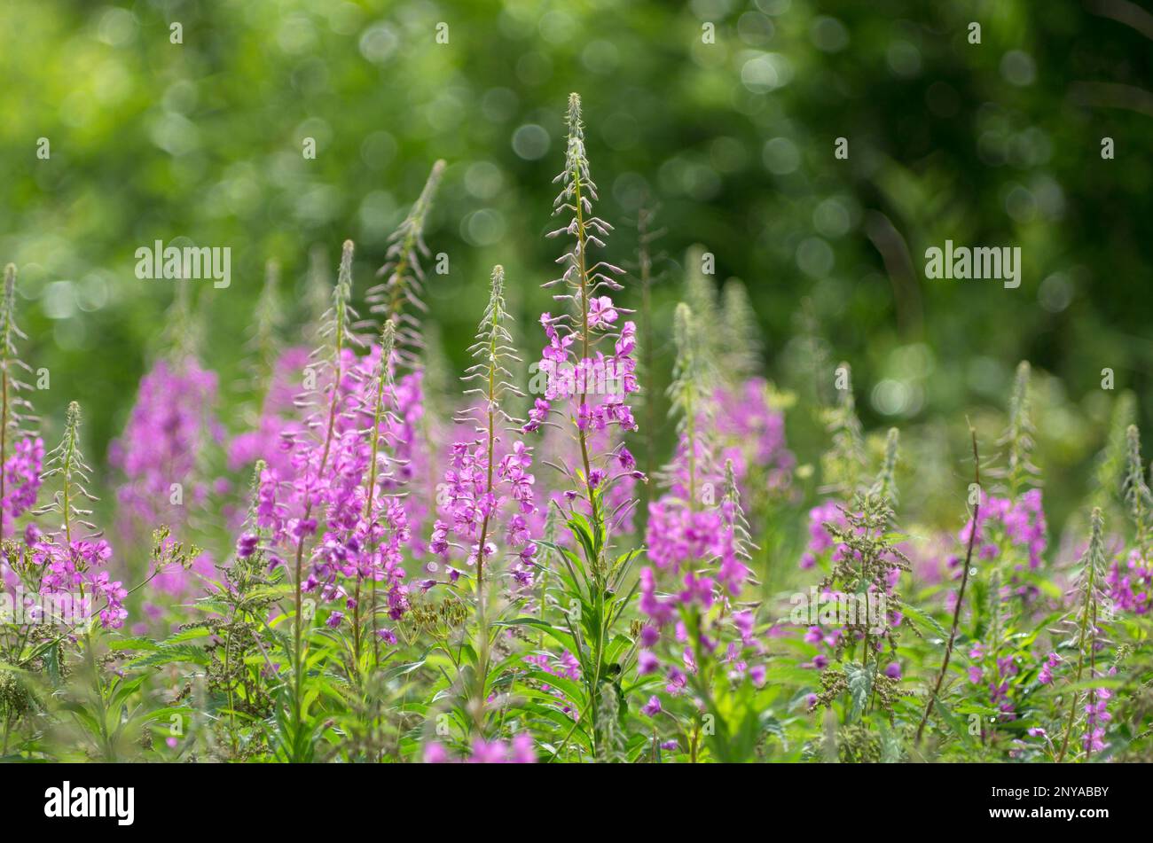 Beautiful pink meadow flowers hi-res stock photography and images - Alamy