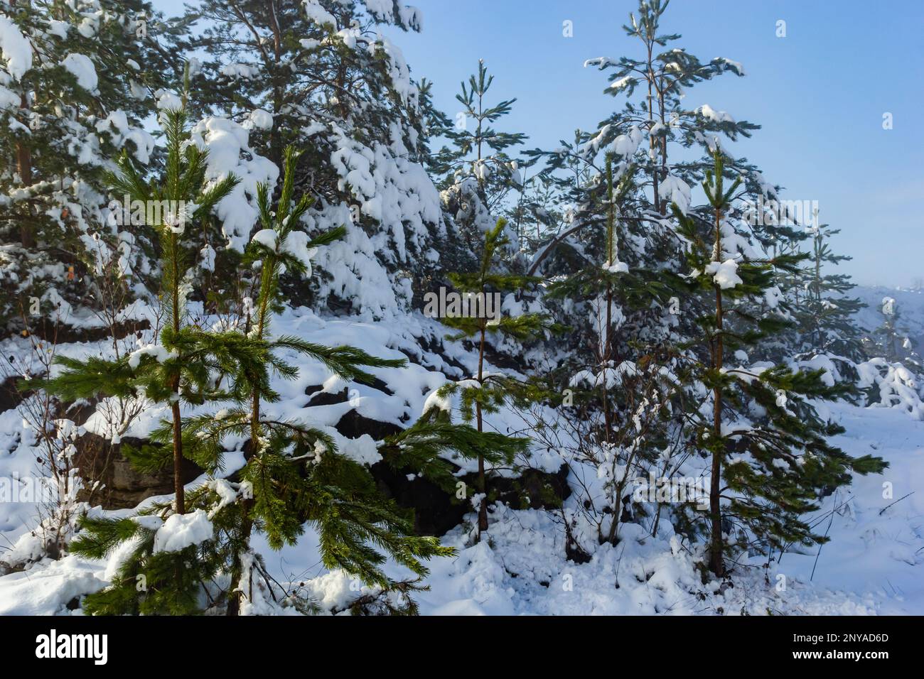 Mixed forest zone hi-res stock photography and images - Alamy