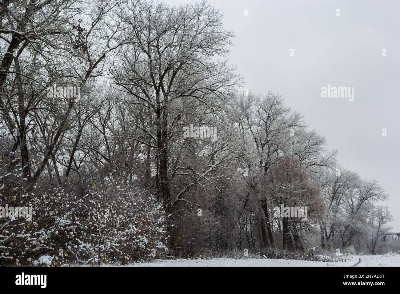 Trees and bushes covered in frozen rain. winter landscape after a ...